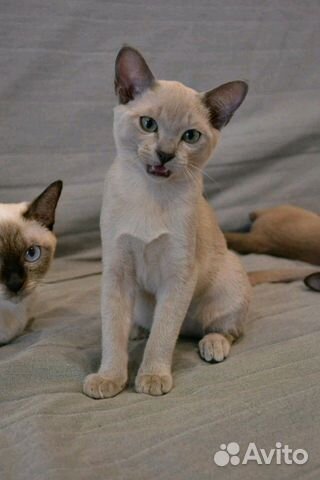 Тонкинский котенок(Тонкинез)