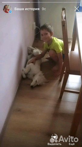 Продается собака, помесь хаски и лайки. Девочка 7