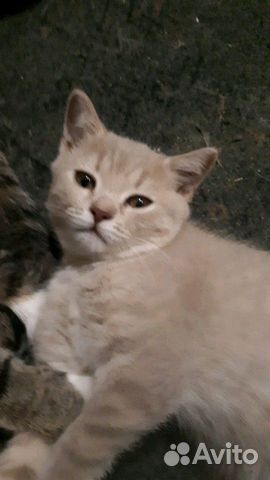 Котенок