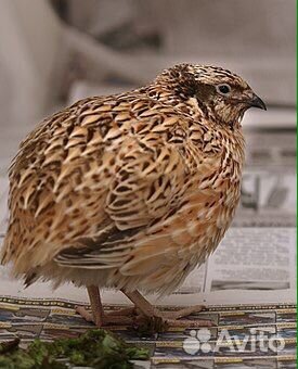 Перепел самцы