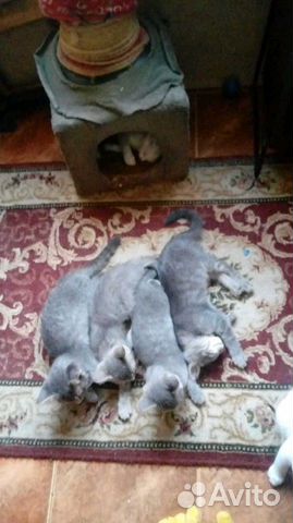 Котёнок 3,5 месяца