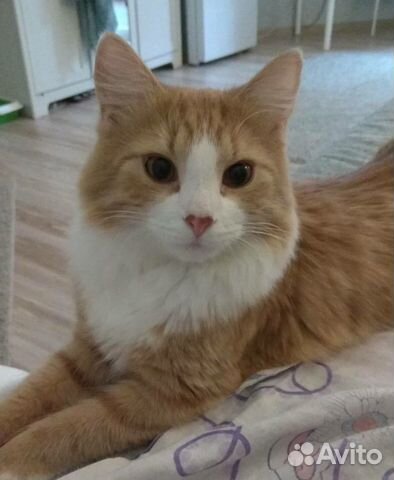 В добрые заботливые руки) Отдается пушистый мурлык