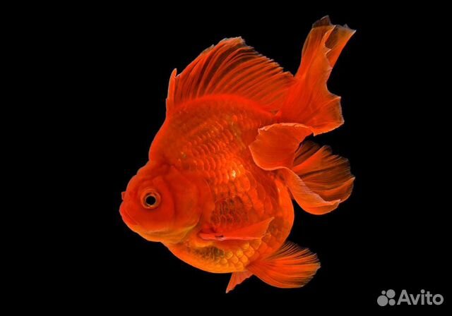 Золотые рыбки риукин оранда телескоп