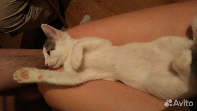 Отдам двух котов- Один полностью белый