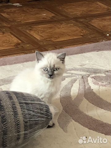 Шотландские котята