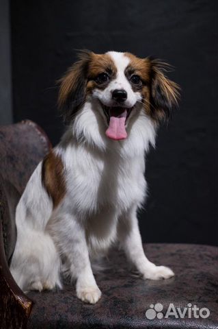 Папийон Фален