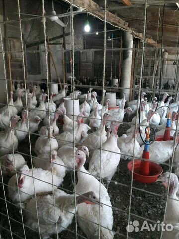 Индейка (старка)