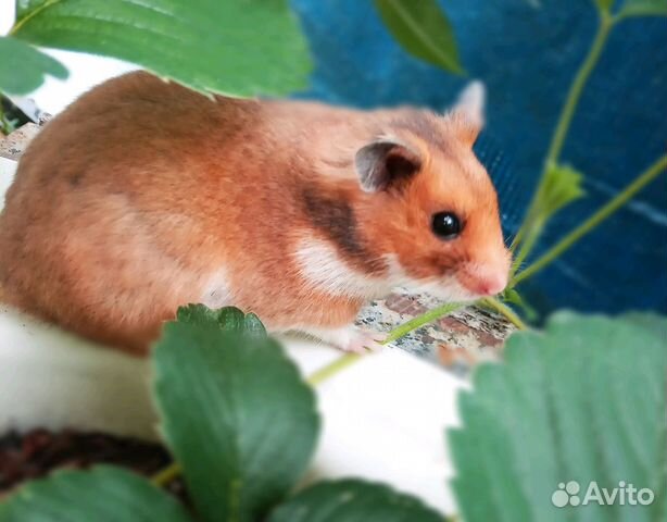 Сирийский хомяк