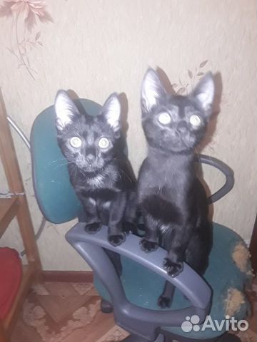 Черные пантерки