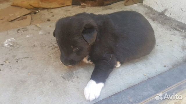 Щенок алабая