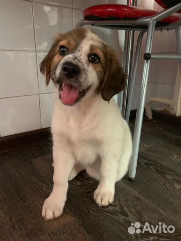 Щенок-метис кавказской овчарки девочка