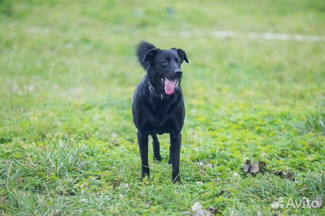 Собака Кокос