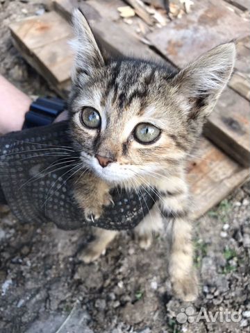 Котёнок