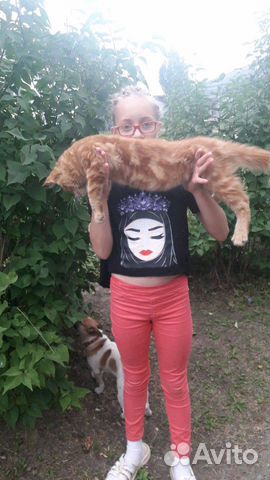 Мейн кун котенок