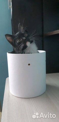 Котенок