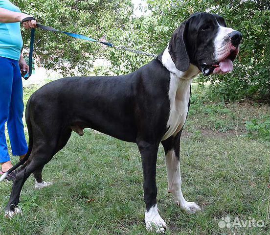 Красивый щенок, как домашний любимец