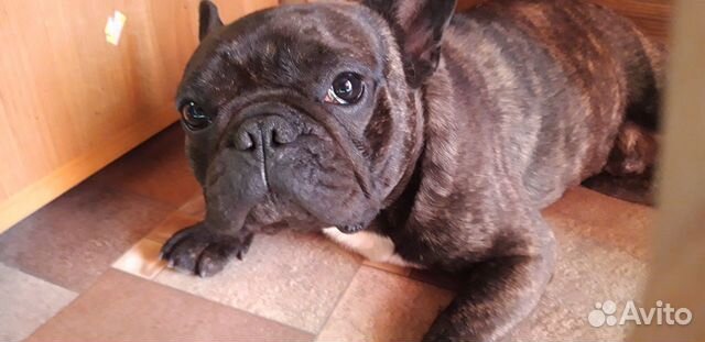 Красивый бульдог ищет подружку