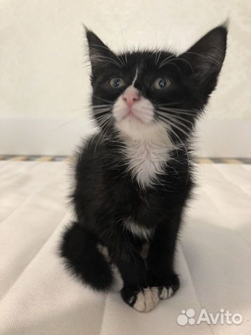 Котёнок девочка в добрые руки