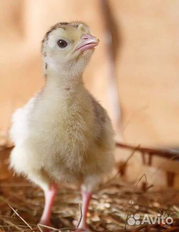 Индюшата разных пород