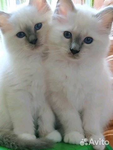 Котята породы Священная Бирма