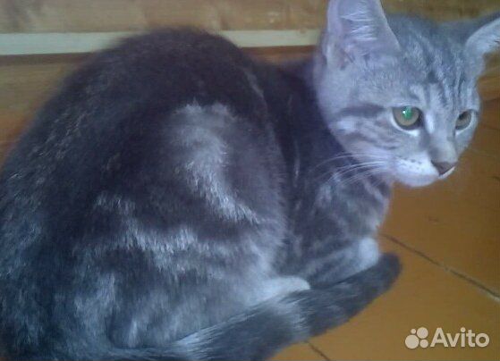 Отдаю в добрые руки котенка