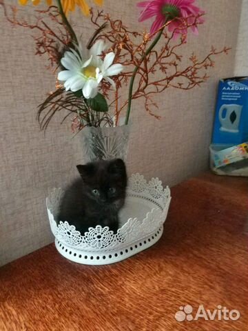 Черный котёнок в дар