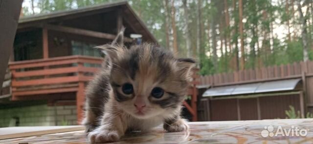 Отдадим славных котят в любящие руки
