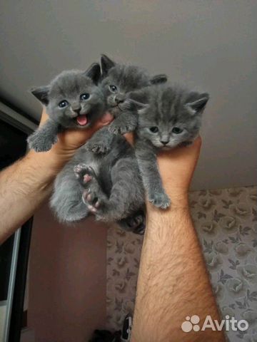 Продам котят