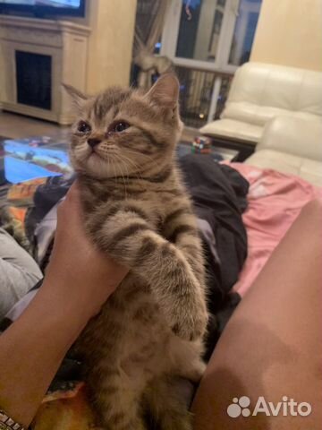 Шотландский Котенок прямоухий