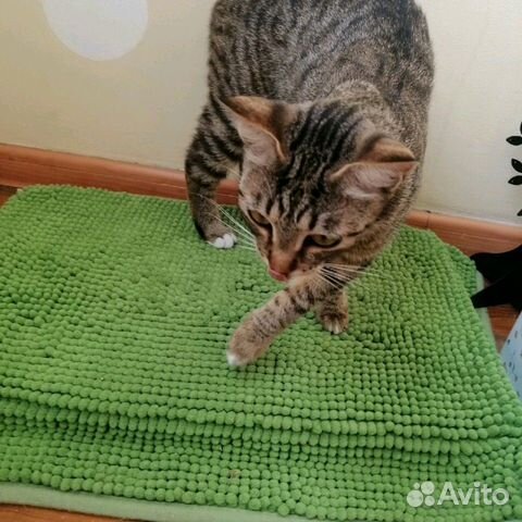 Кошко-подросток, лучший друг