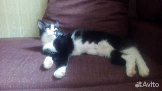 Дуся ищет дом