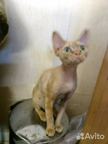 Красный мраморный котик в разведение