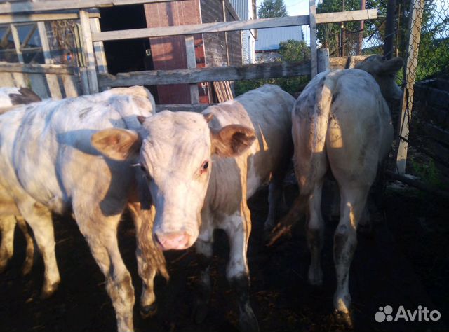 Бычки телки