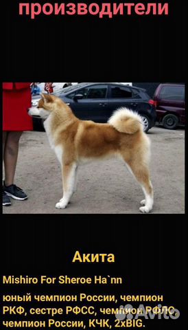 Вязка акита-ину кобель