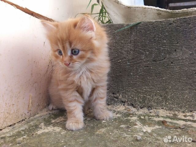 Котёнок
