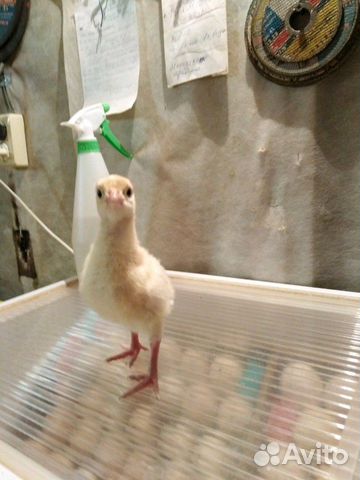 Индюшата Хайбрид Конвертер