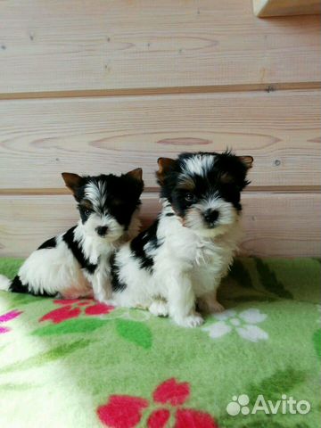 Биверы большой выбор щенков