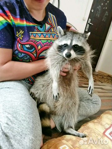 Енот