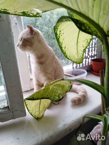 Котята (шотландцы)