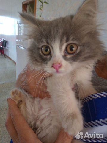 Отдам котенка