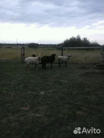 Баран продажа или обмен