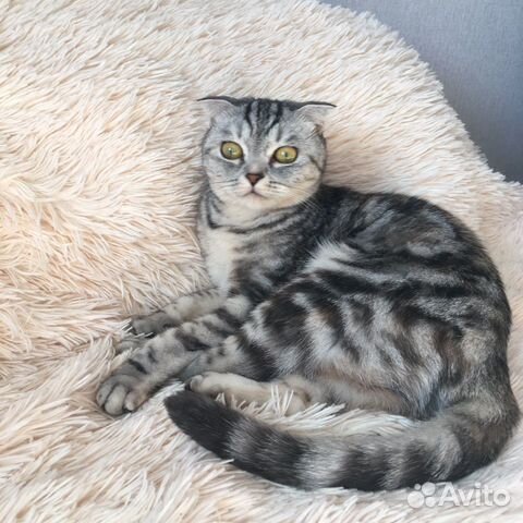 Шотландская кошка