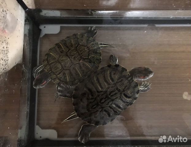Аквариум с черепахами