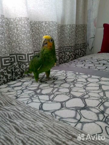 Амазон винисуэльский