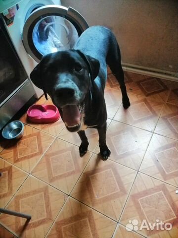 Лаблодор-долматинец