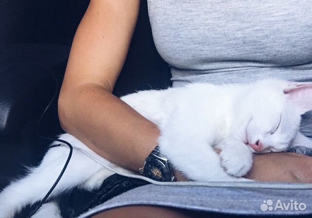 Котёнок 4 месяца