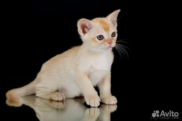 Бурманские котята