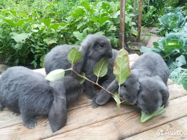 Французские бараны