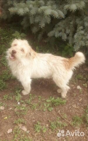 Чудесный щенок Тишка ищет своих родителей