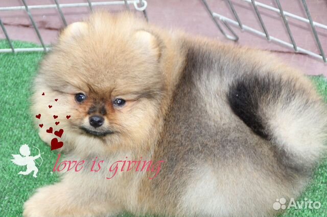 Толстолапый мишка